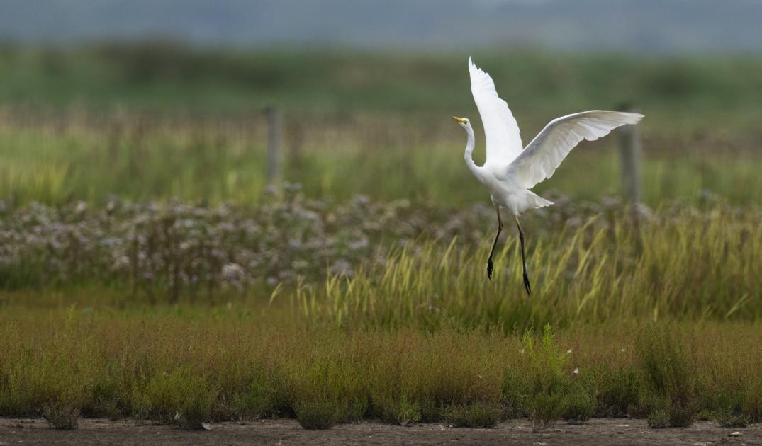 Vanishing saltmarshes threaten climate progress | WWF