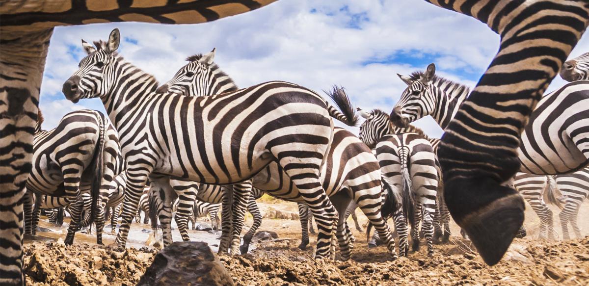 Spot the difference: zebra | WWF