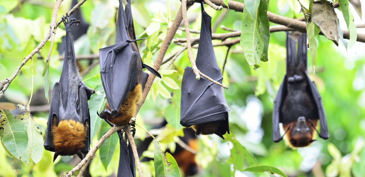 Spot the difference: flying foxes | WWF