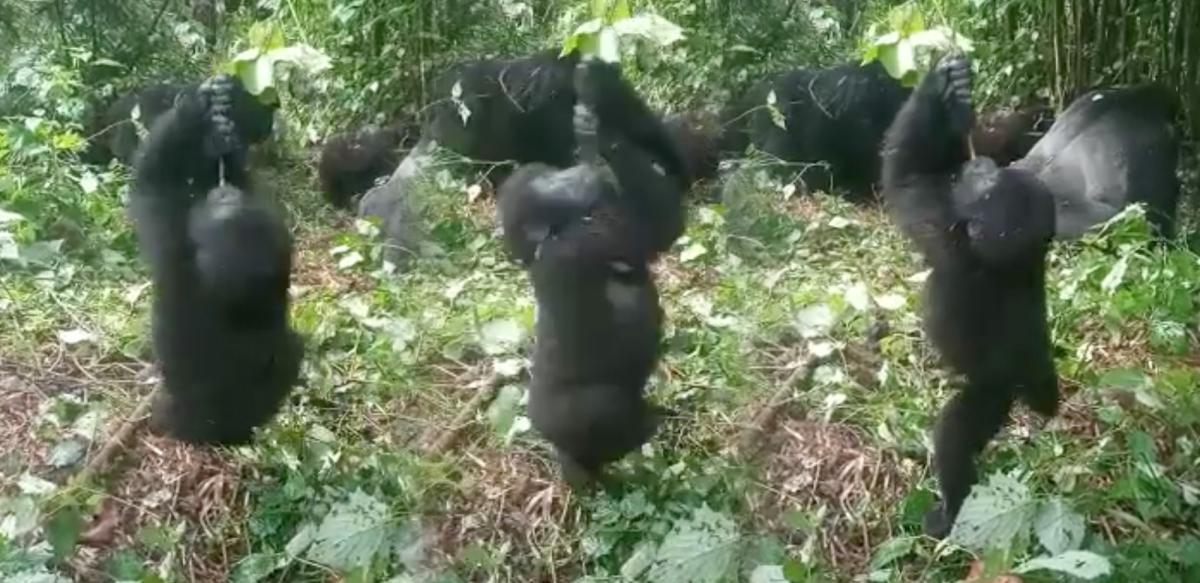Caught on camera: gorilla | WWF