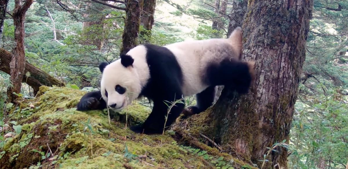 Caught on camera: panda | WWF
