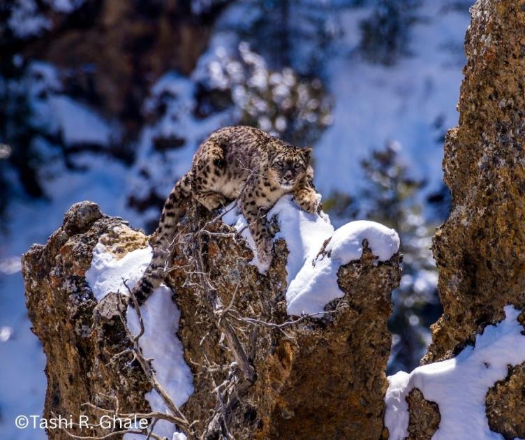 Milestone for snow leopards in Nepal | WWF