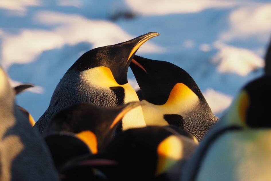 Action on climate needed to protect emperor penguins | WWF