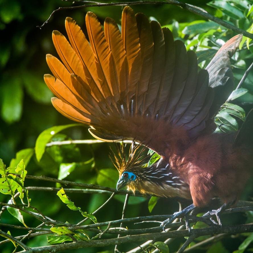 The Amazon Rainforest | WWF