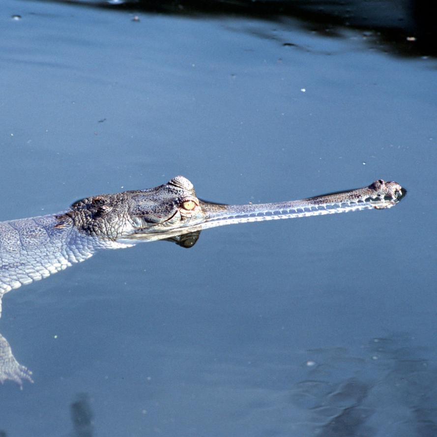 The Ganges: India's sacred river | WWF