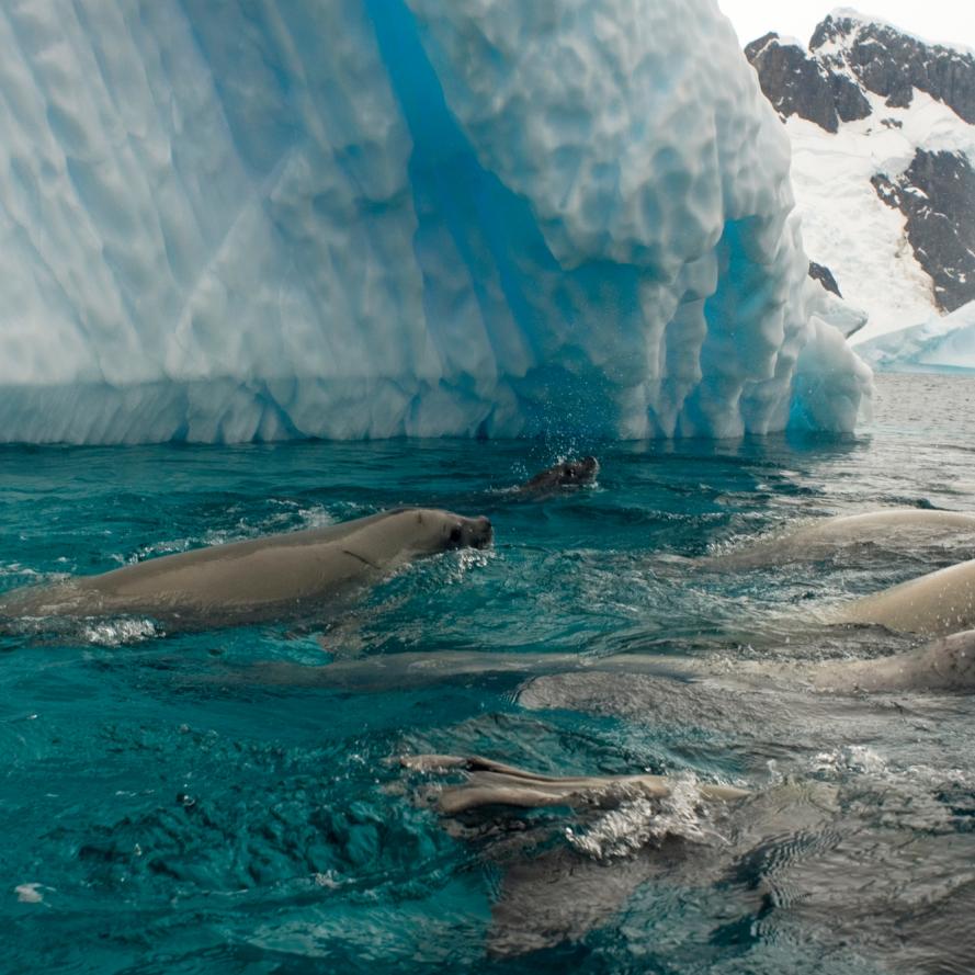 Learn about our frozen environments | WWF