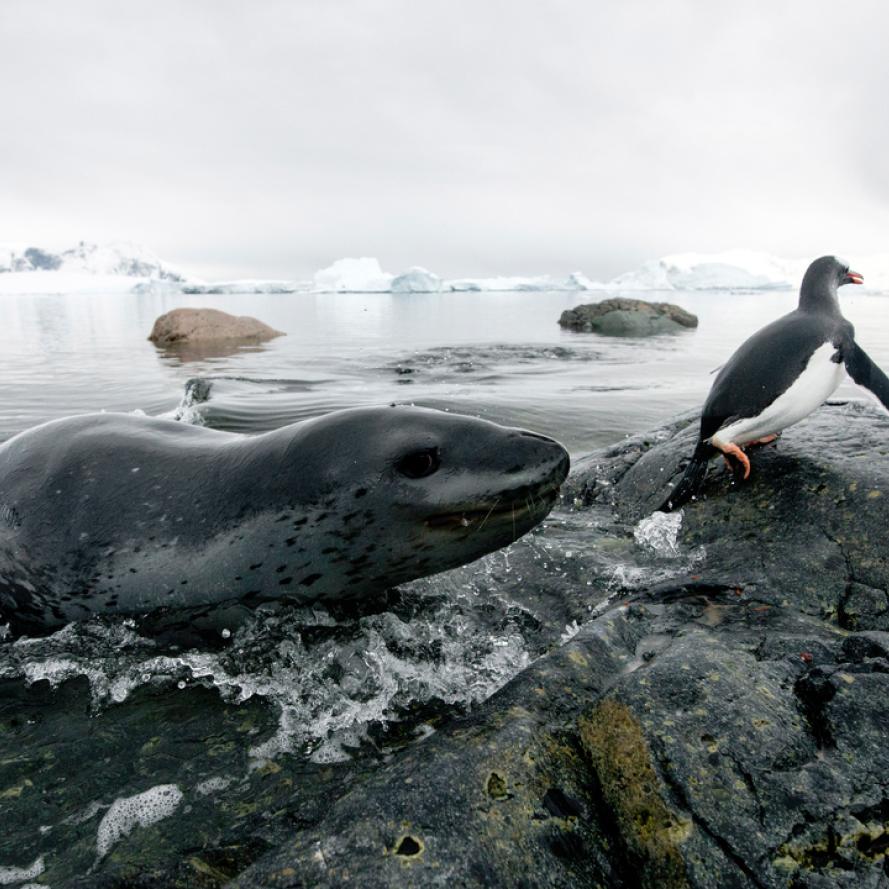 Antarctica: a massive frozen landmass | WWF