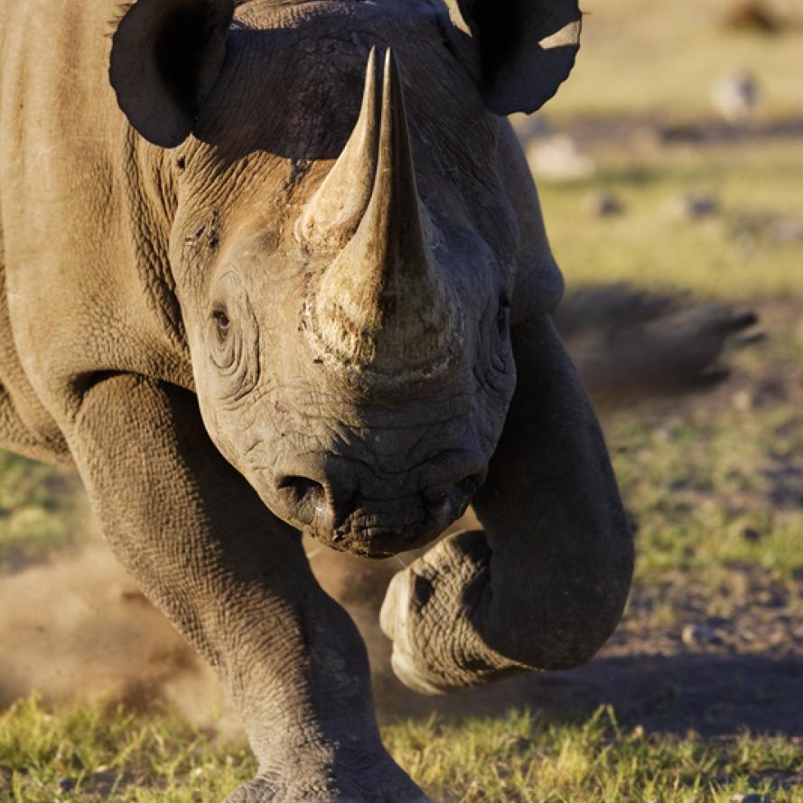 WWF's latest annual report | WWF