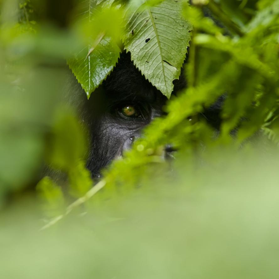 Mountain gorillas: close relatives at risk | WWF