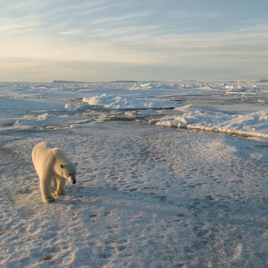 The icy waters of the Arctic of the north pole | WWF