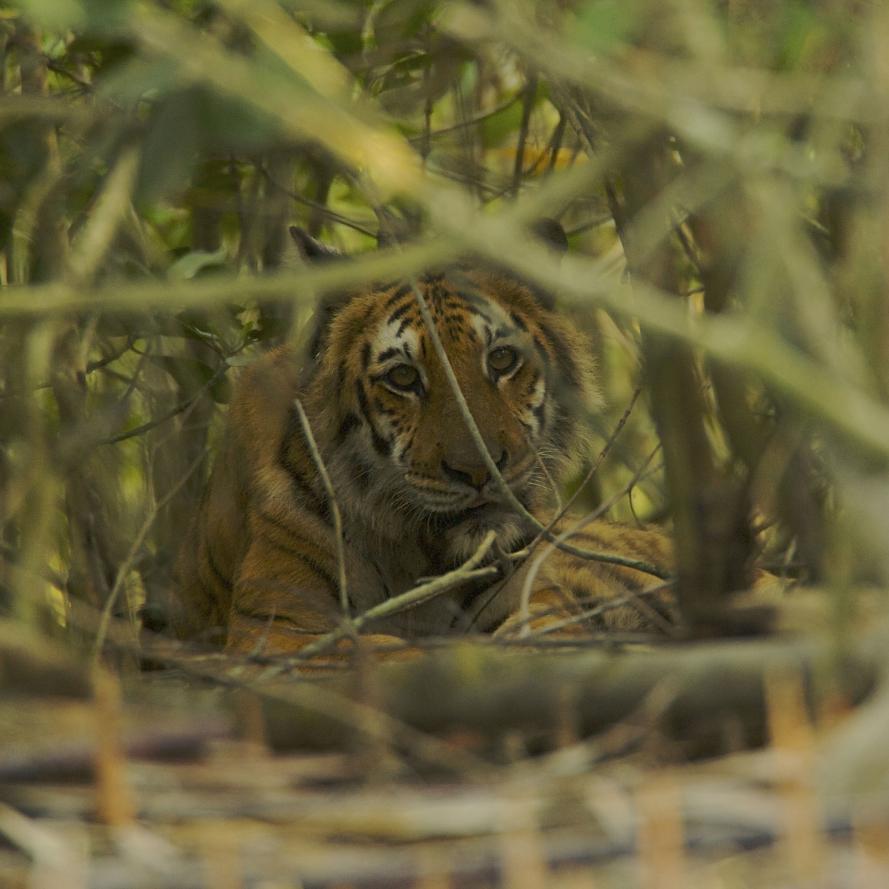 The results of the WWF's latest annual report | WWF