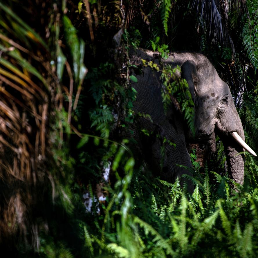 Why it's important that we value nature | WWF