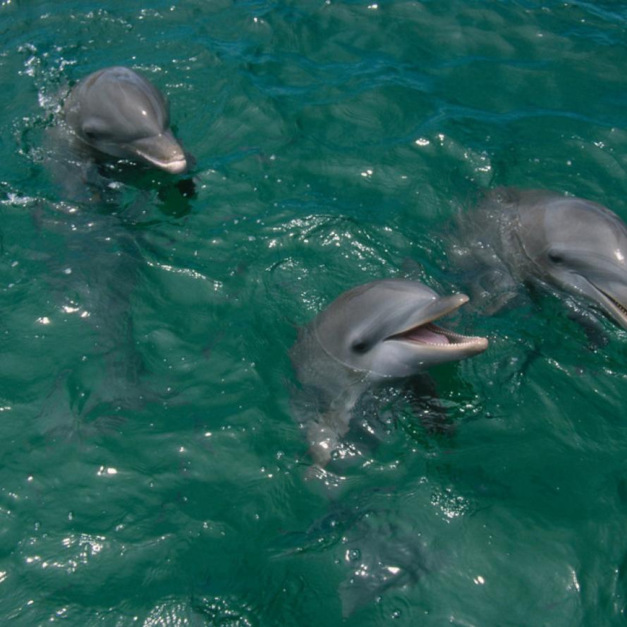 Oceans | WWF