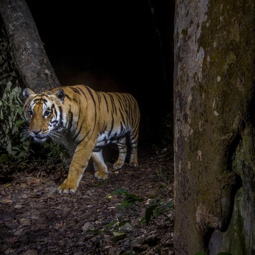 Forest Pathways Report | WWF