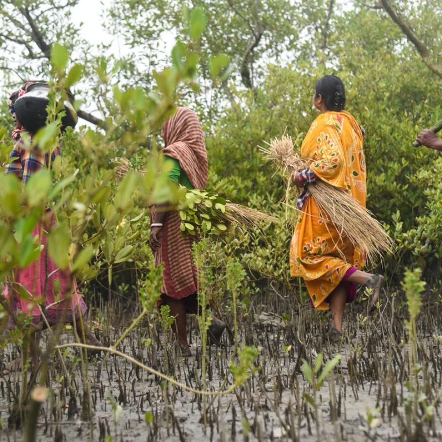 Nature-based Solutions Accelerator Projects | WWF