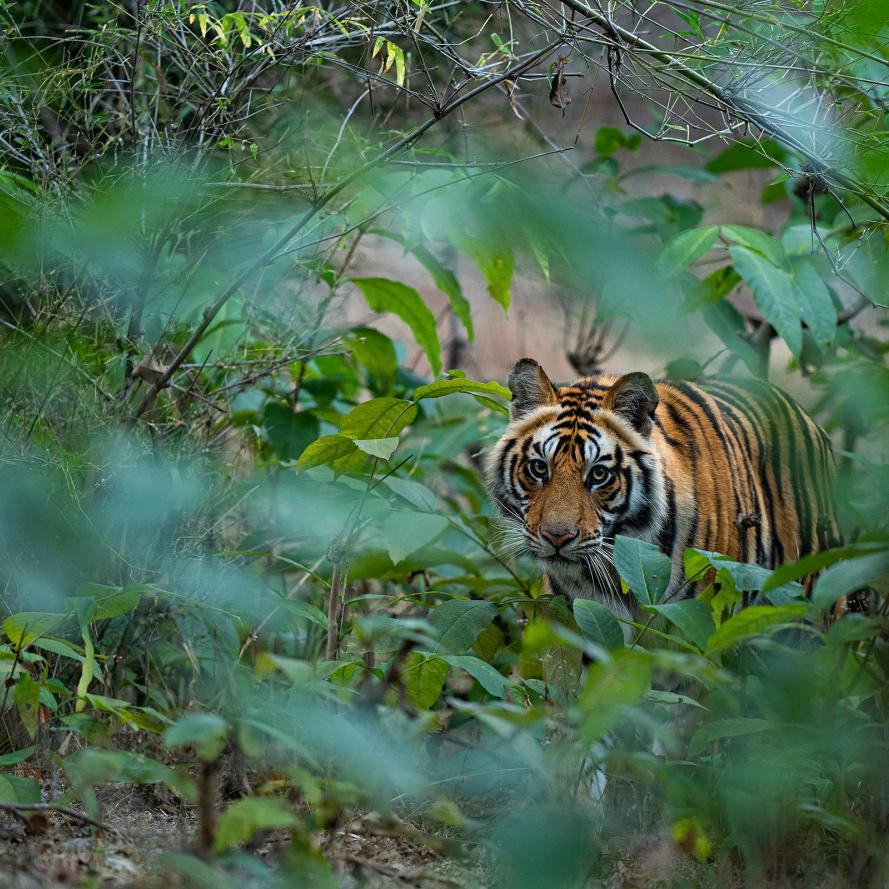 Endangered Species Day 2025 | WWF
