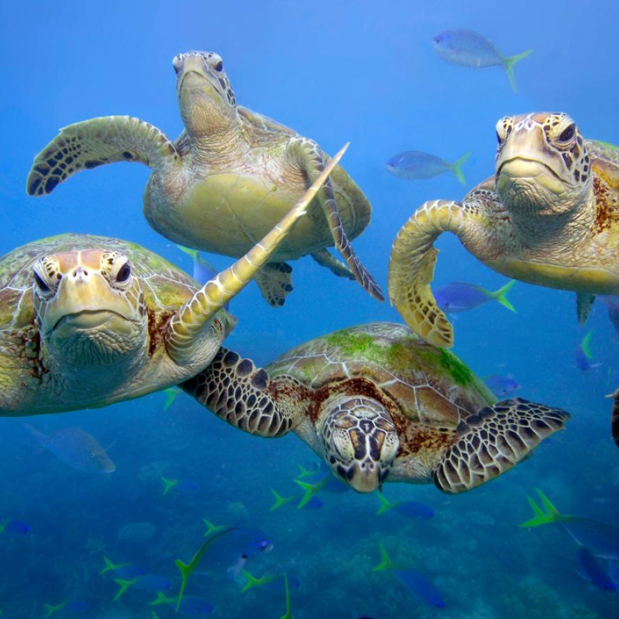 World Turtle Day | WWF