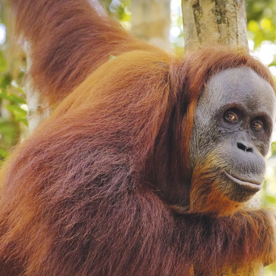 World Orangutan Day 2026 | WWF