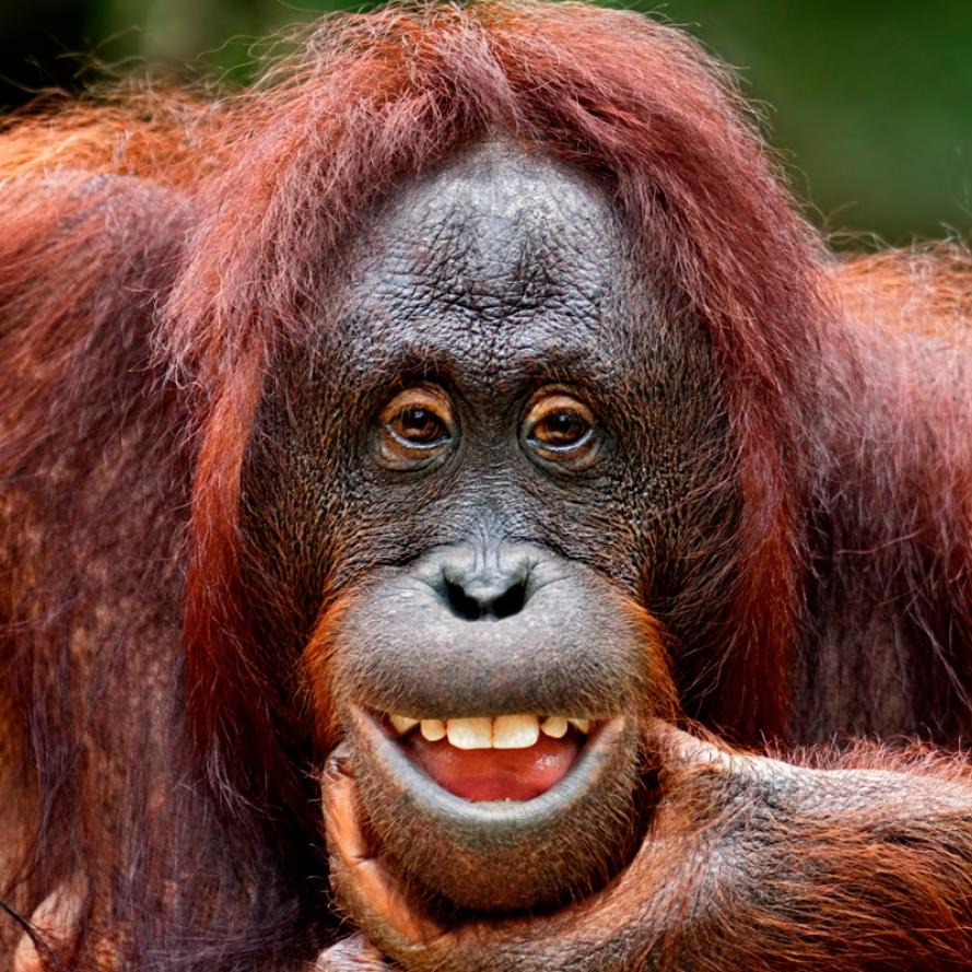 World Orangutan Day 2026 | WWF