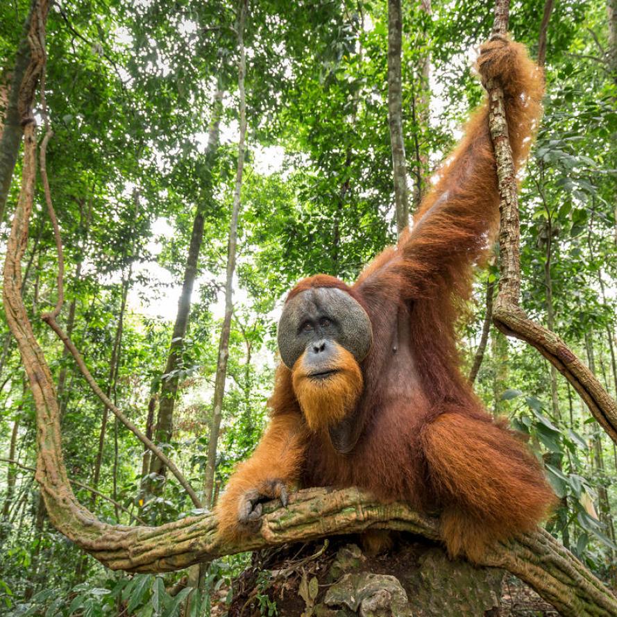 World Orangutan Day 2024 | WWF
