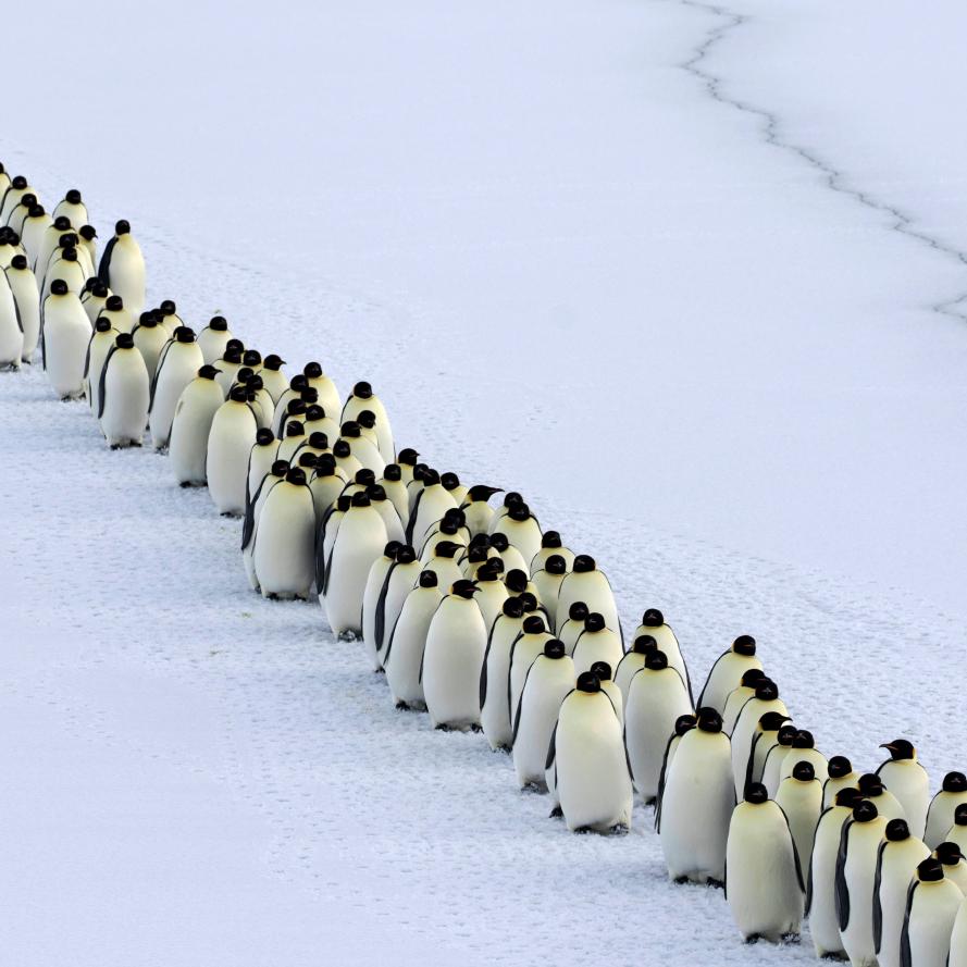 Penguin Awareness Day 2025 | WWF