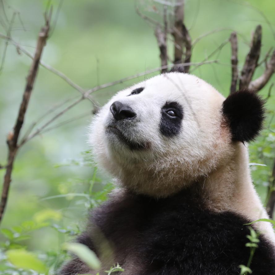 Endangered Species Day 2025 | WWF