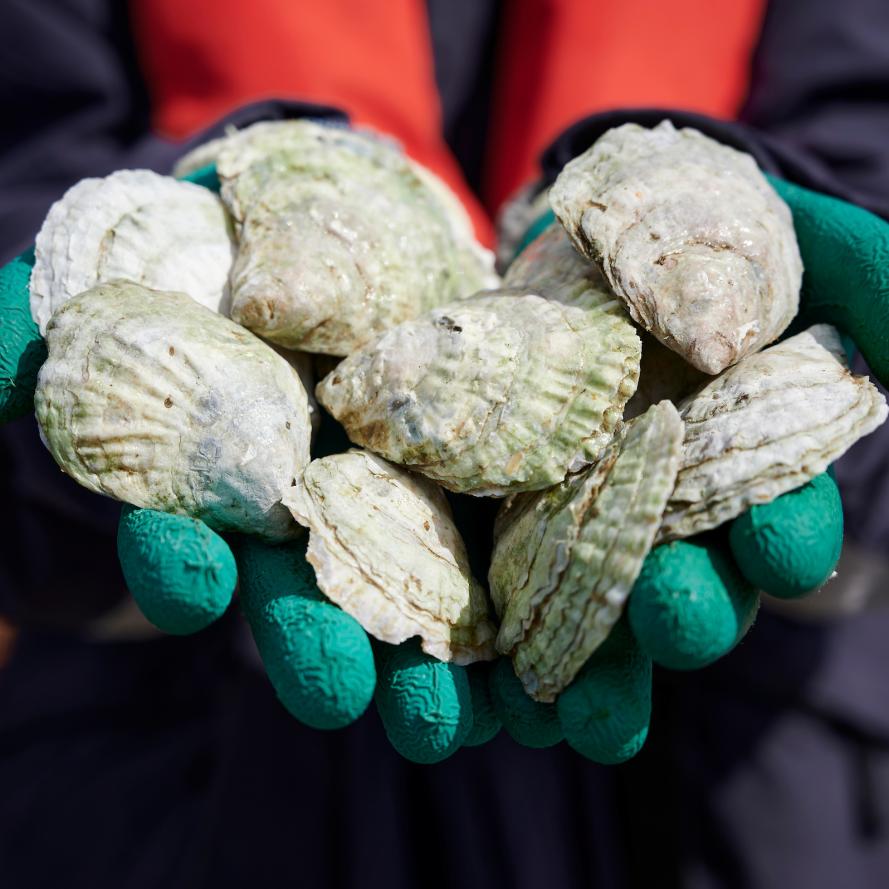 Restoration Forth | WWF