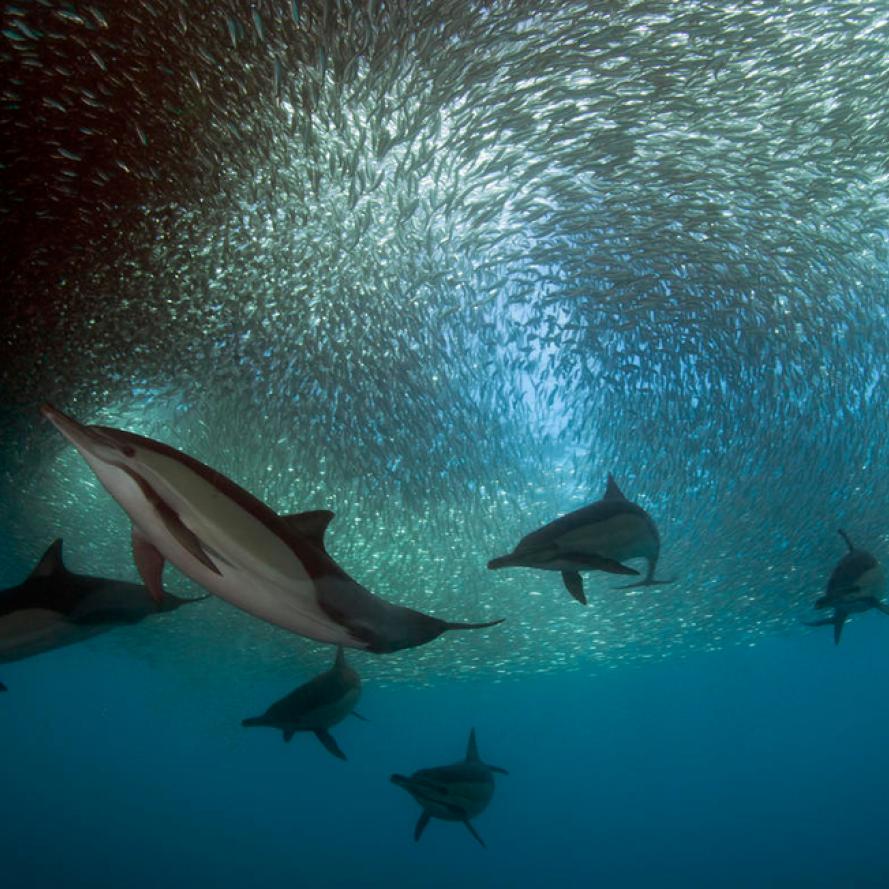 Dolphins | WWF