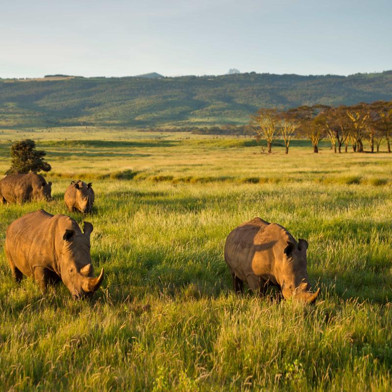 World Wide Fund for Nature | WWF