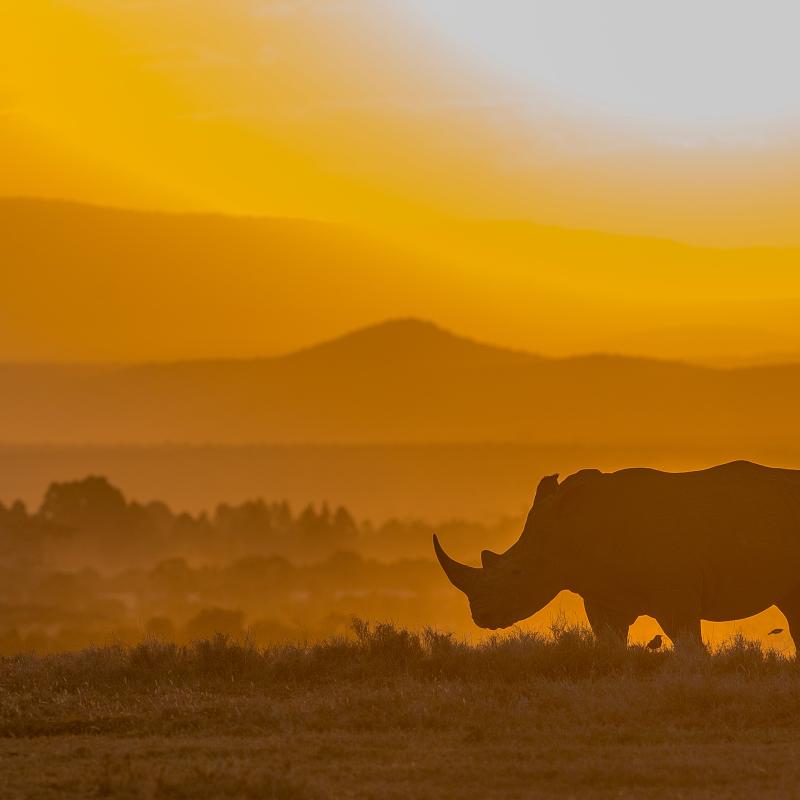 World Wide Fund for Nature | WWF