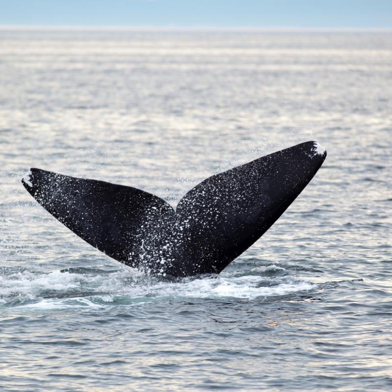 Find Wwf S Range Of Press Releases Here Wwf