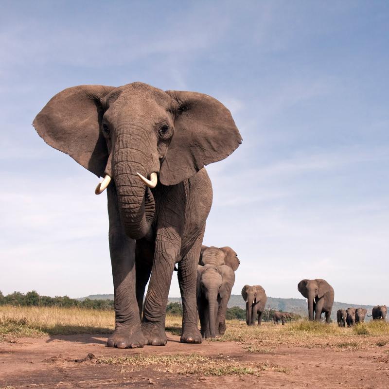 The Mau Mara Serengeti is under threat | WWF