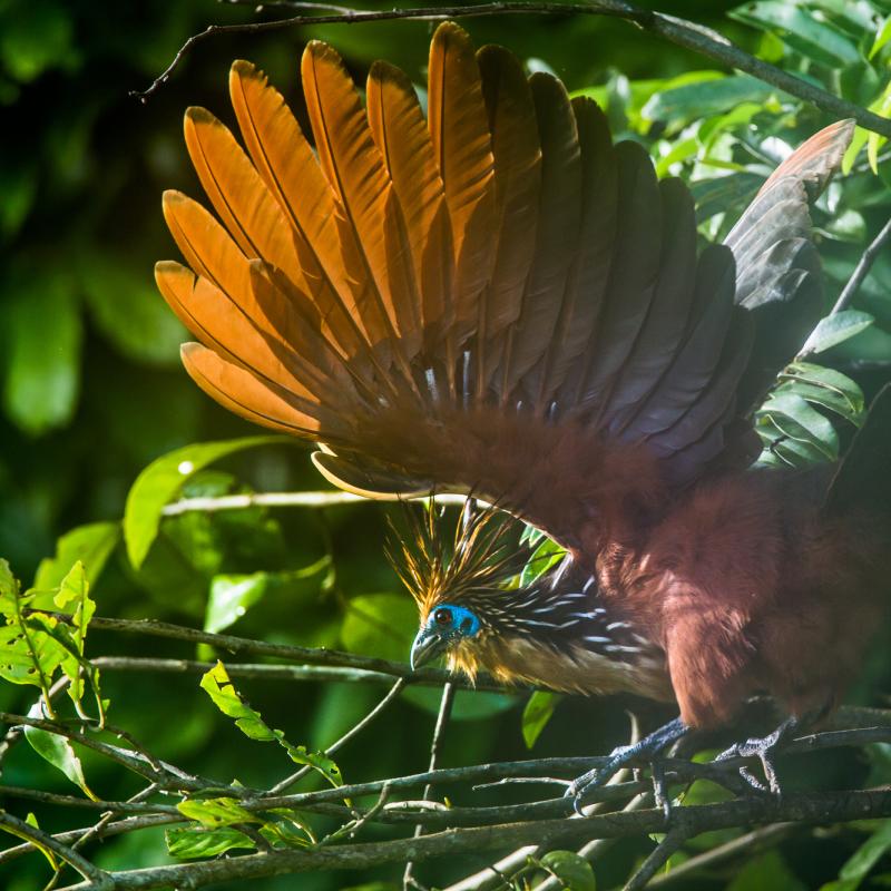 The Amazon Rainforest | WWF