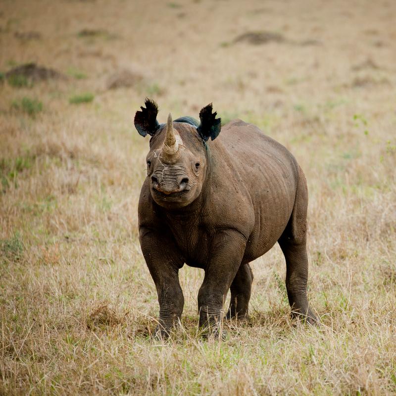 The results of the WWF's latest annual report | WWF