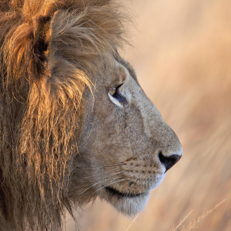 WWF's latest annual report | WWF