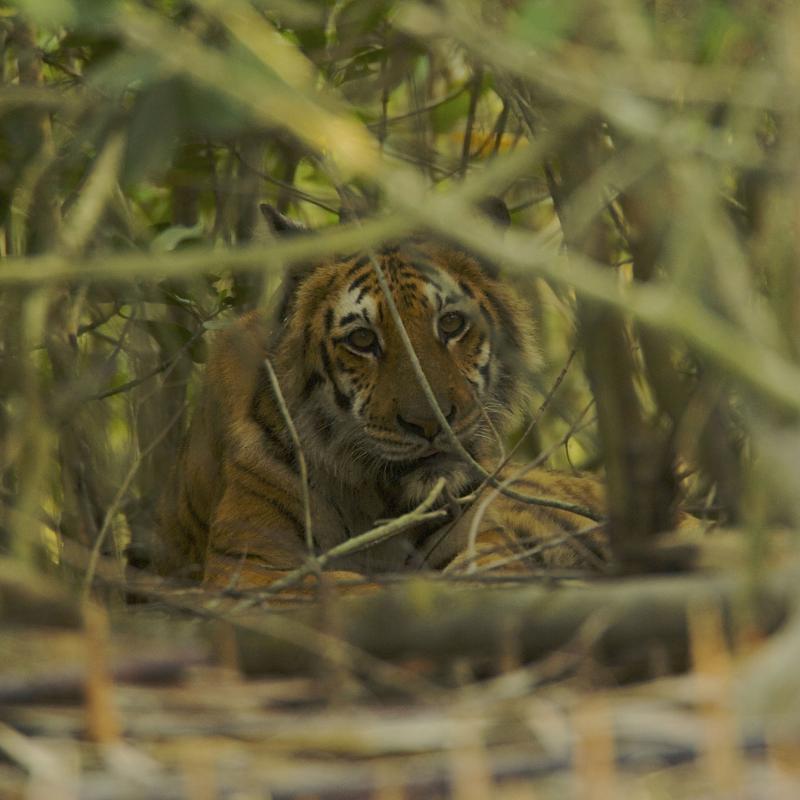 WWF's latest annual report | WWF