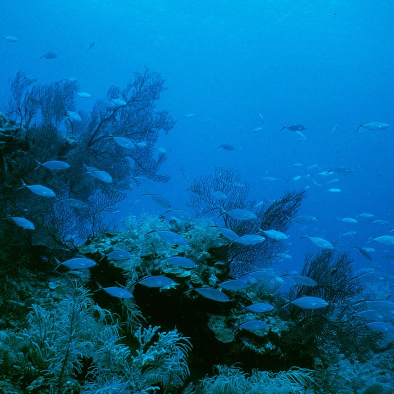 Oceans | WWF
