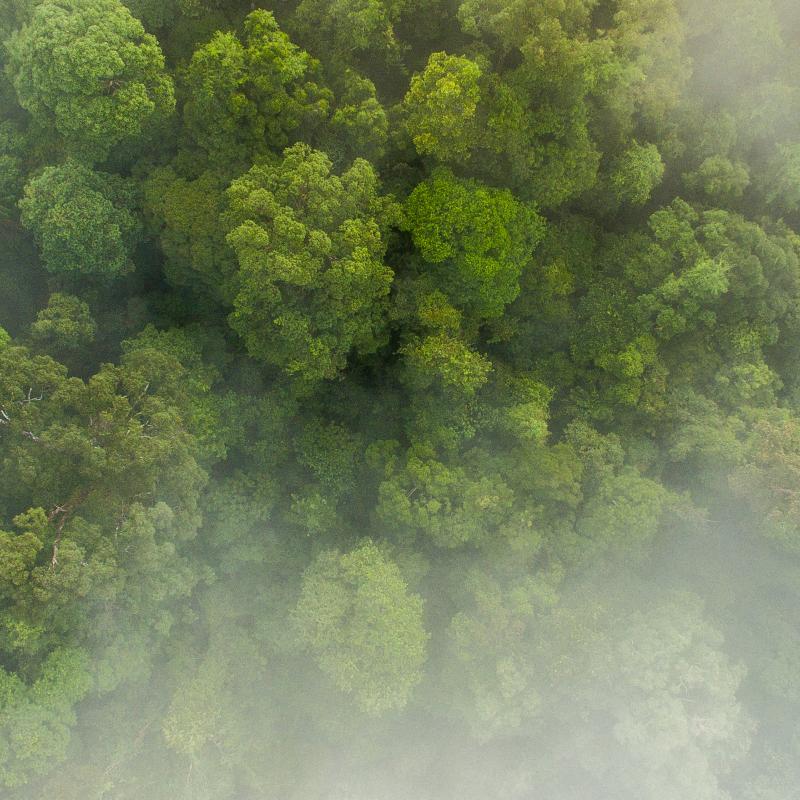 Energy Transition in Asia | WWF