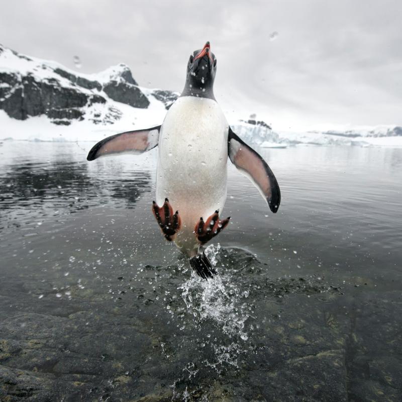 The results of the WWF's latest annual report | WWF