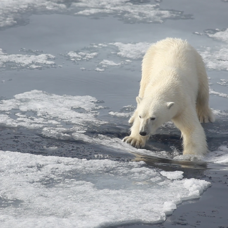Stop the destruction of nature | WWF