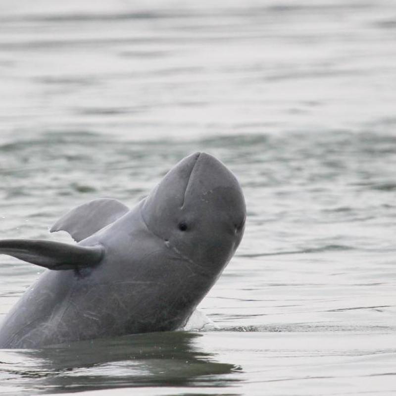 The Yangtze River finless porpoise | WWF