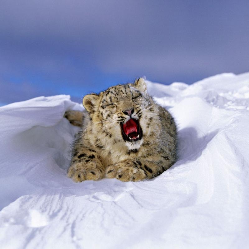 International Snow Leopard Day 2024 | WWF