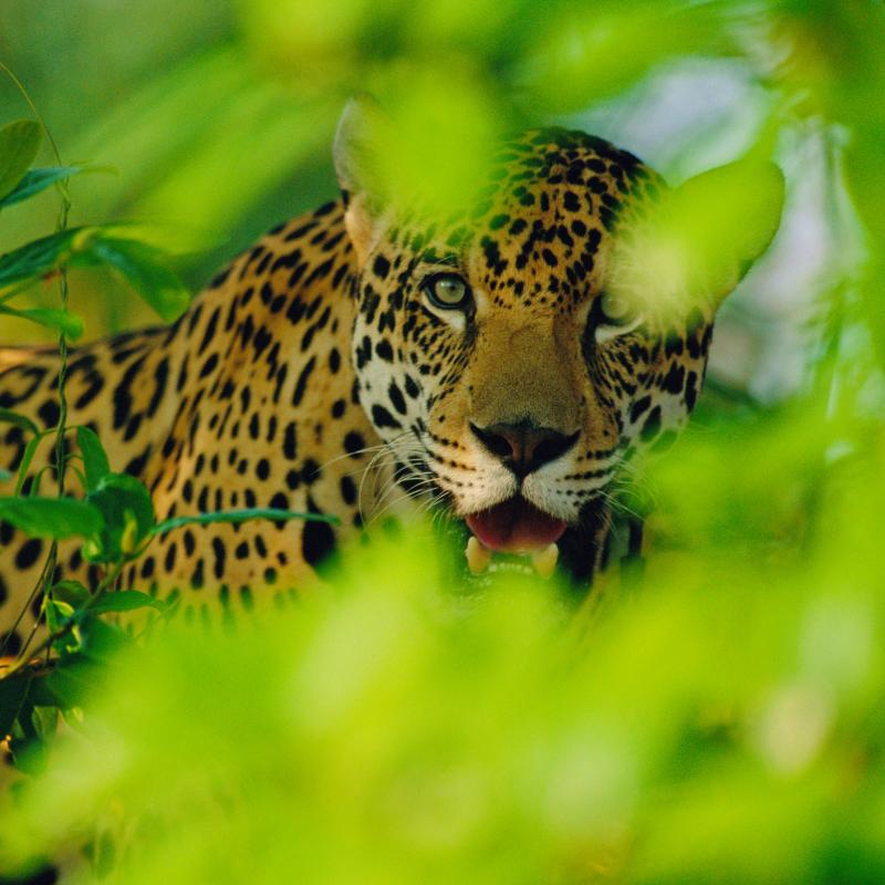 WWF's latest annual report | WWF