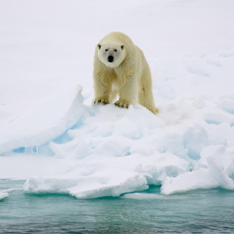 Our work with polar bears | WWF