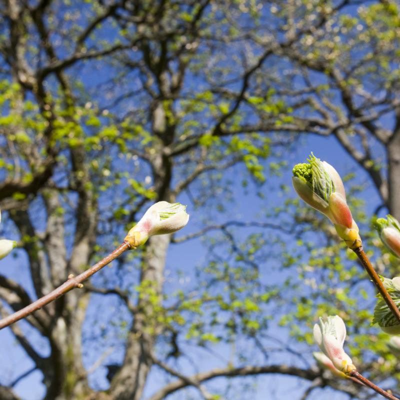 Walk for WWF in some of the UK's best walking events | WWF