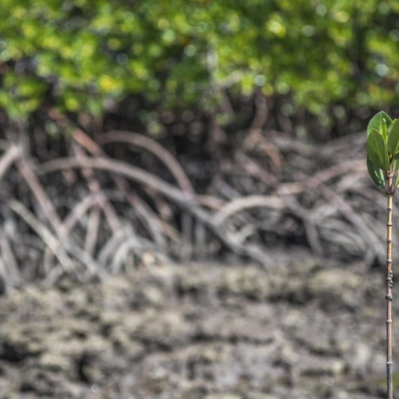 Nature-based Solutions Accelerator Projects | WWF