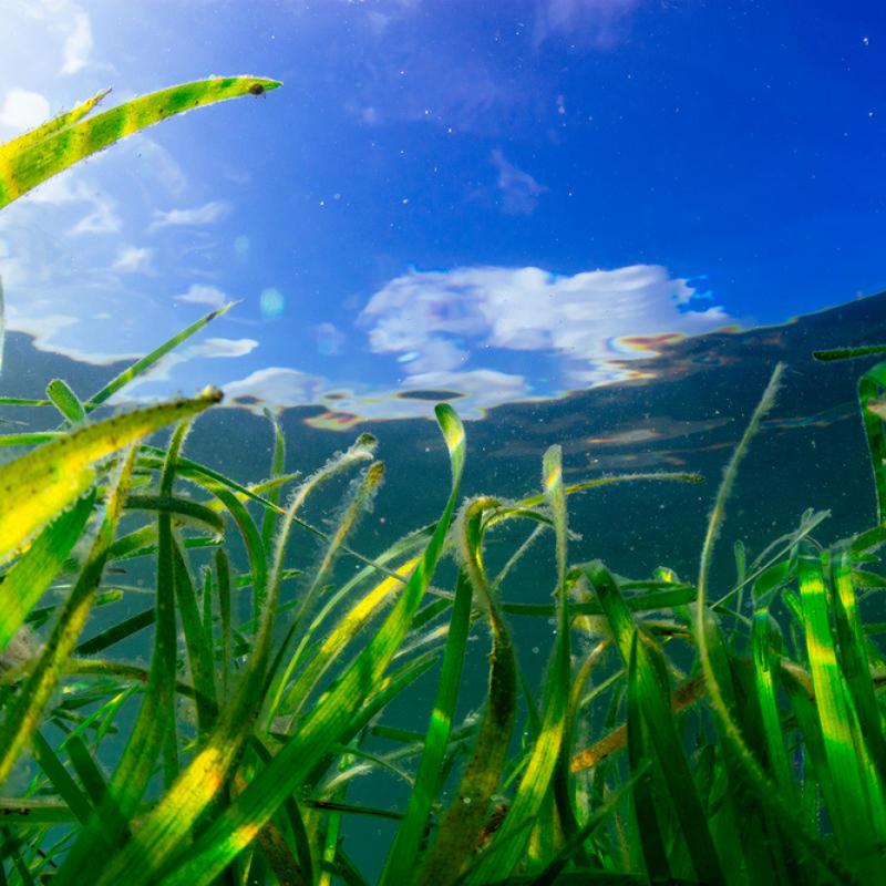 Planting hope - How seagrass can tackle climate change | WWF