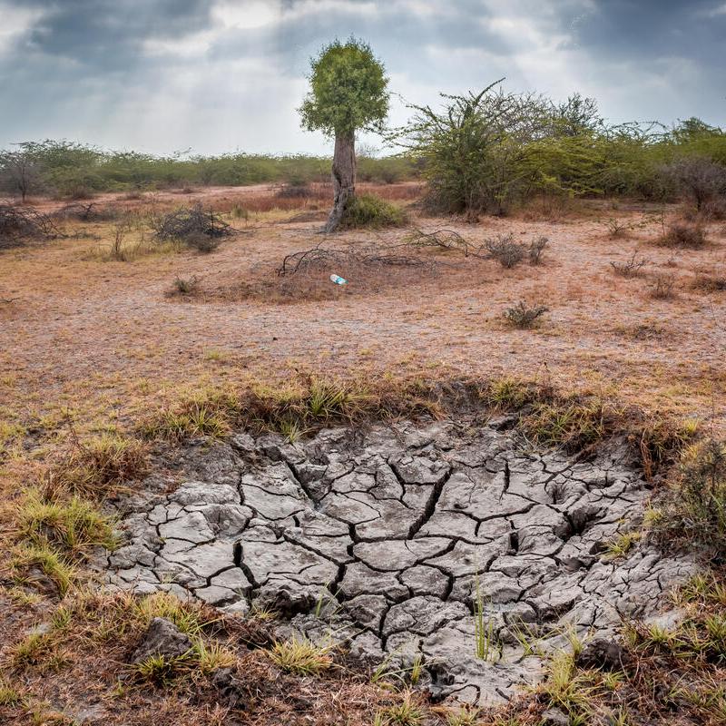 Forest Pathways Report | WWF