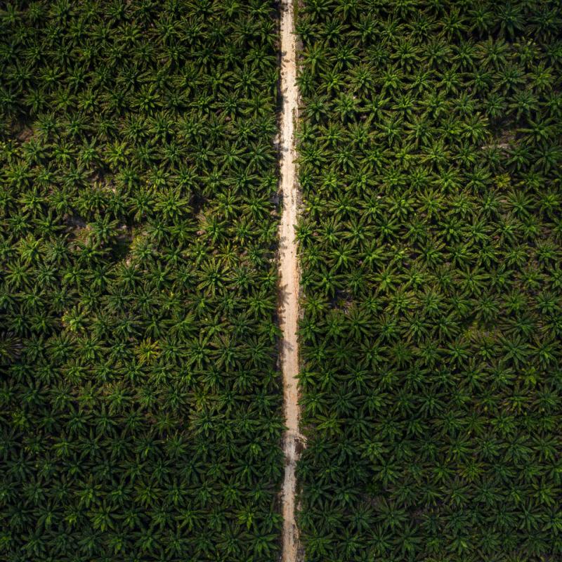 Forest Pathways Report | WWF