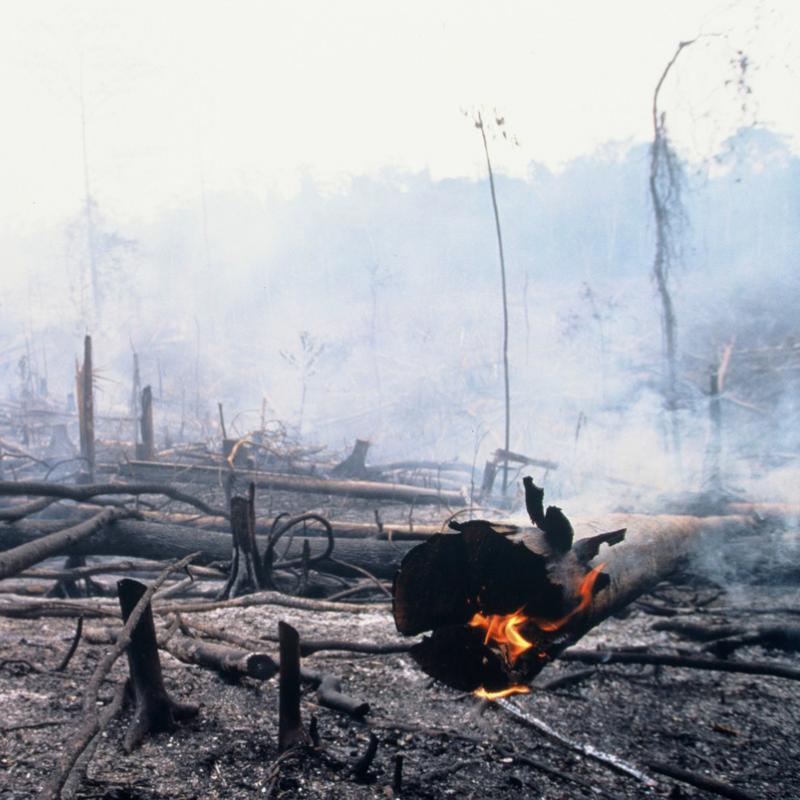 Forest Pathways Report | WWF